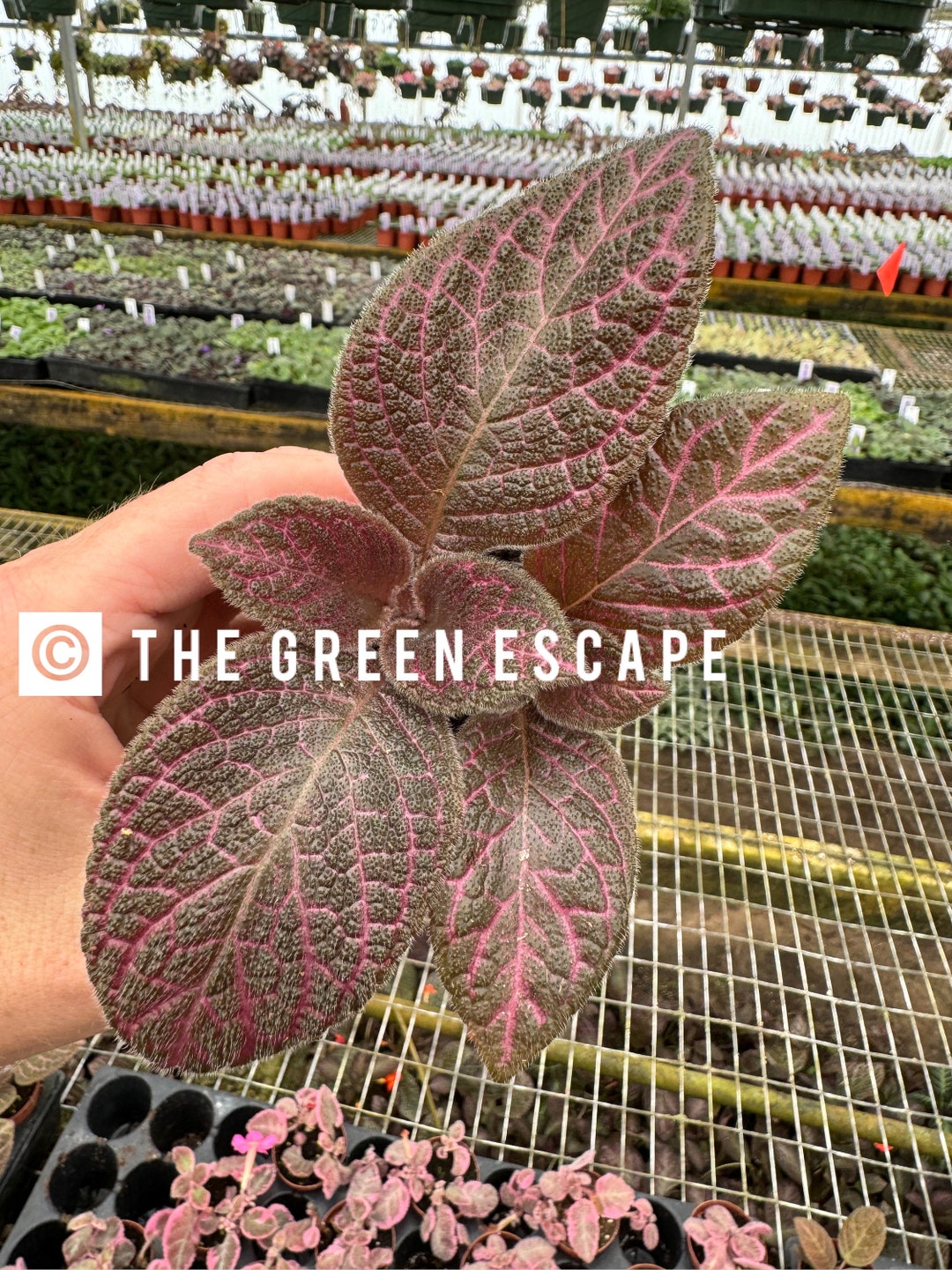 Episcia Pink Gator Starter Plant (ALL STARTER PLANTS Require You to ...