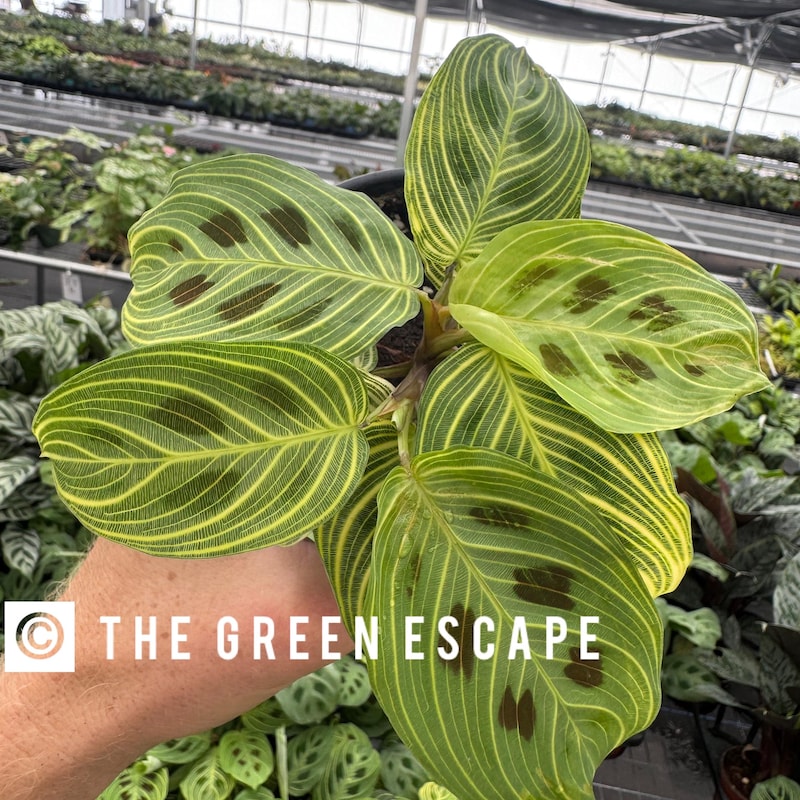 Fantasy Succulents Pot - Etsy