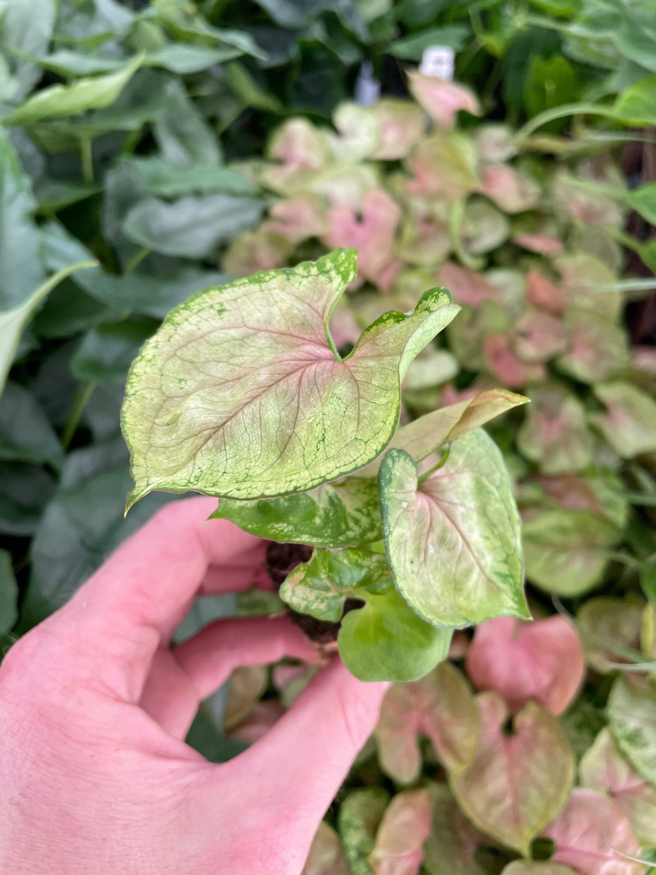 Syngonium Mango Allusion Starter Plant ALL STARTER PLANTS - Etsy