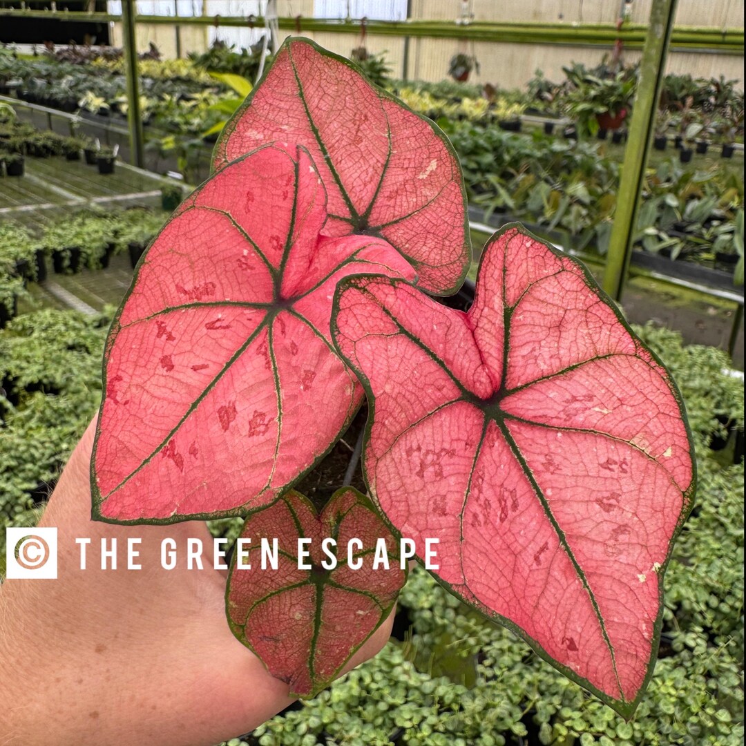 Caladium Pink Scarlett 4” Pot (ALL PLANTS Require You to Purchase 2 ...