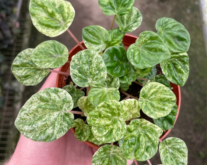 Variegated Peperomia Freckles 4pot ALL PLANTS Require You to Purchase 2 ...