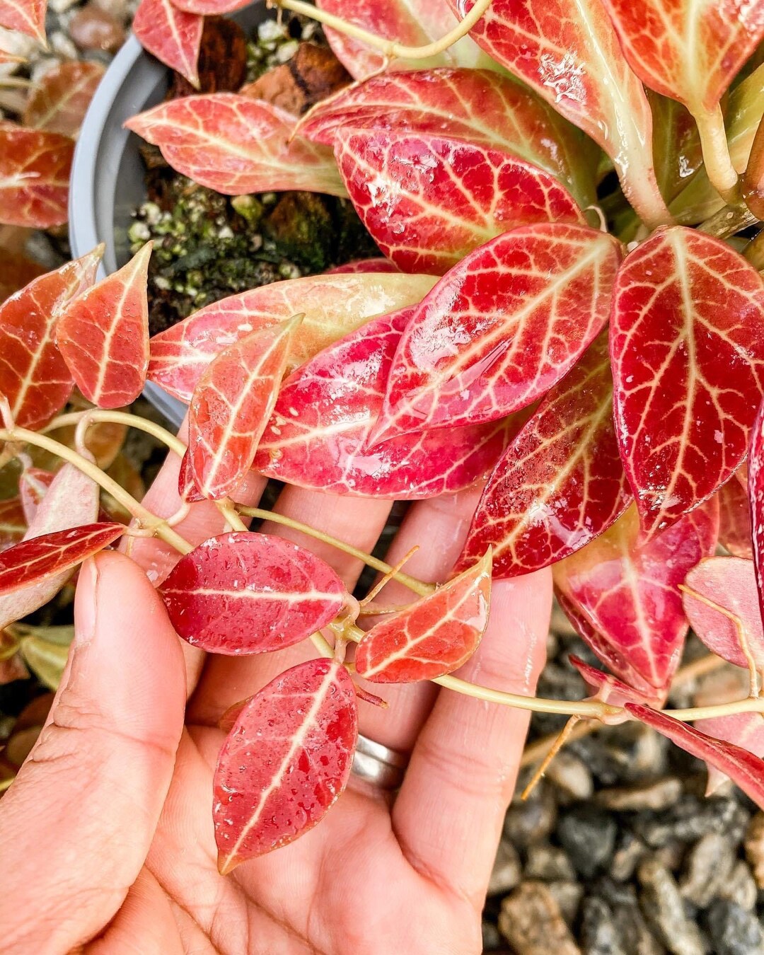 Hoya Rebecca Starter-Pflanze für ALLE STARTER-PFLANZEN müssen 2 ...