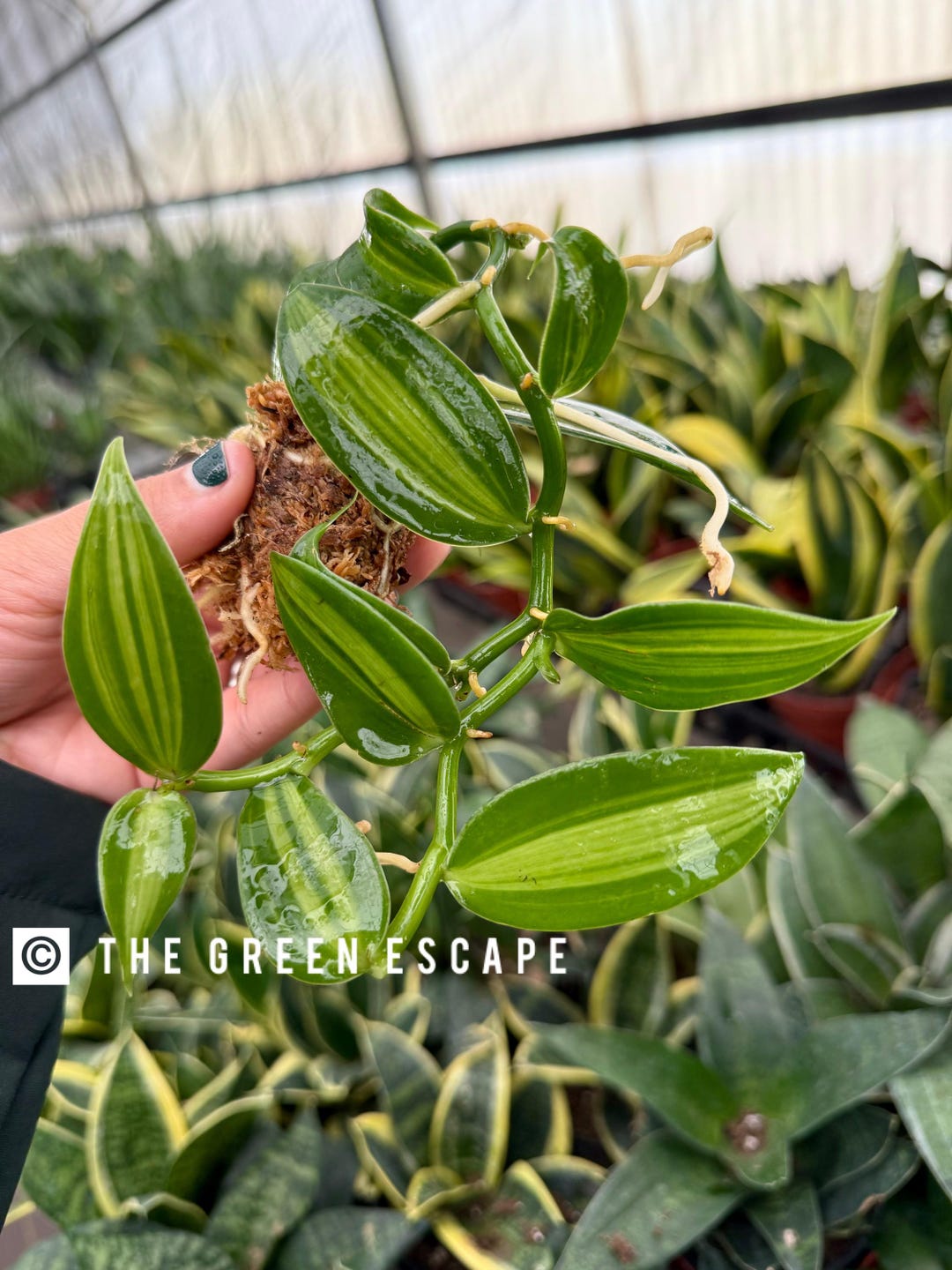 Variegated Vanilla Orchid Starter Plant (ALL STARTER PLANTS Require You ...