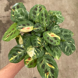 Variegated Maranta Beauty Kim 4” Pot (ALL PLANTS Require You to ...
