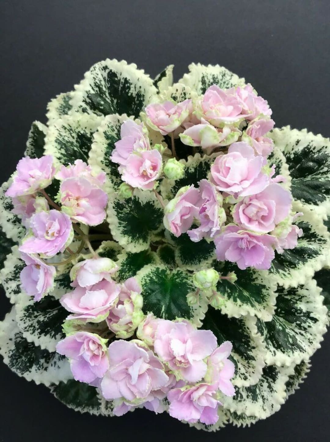 Hunters Slippery When Wet African Violet Starter Plant (ALL Starter ...