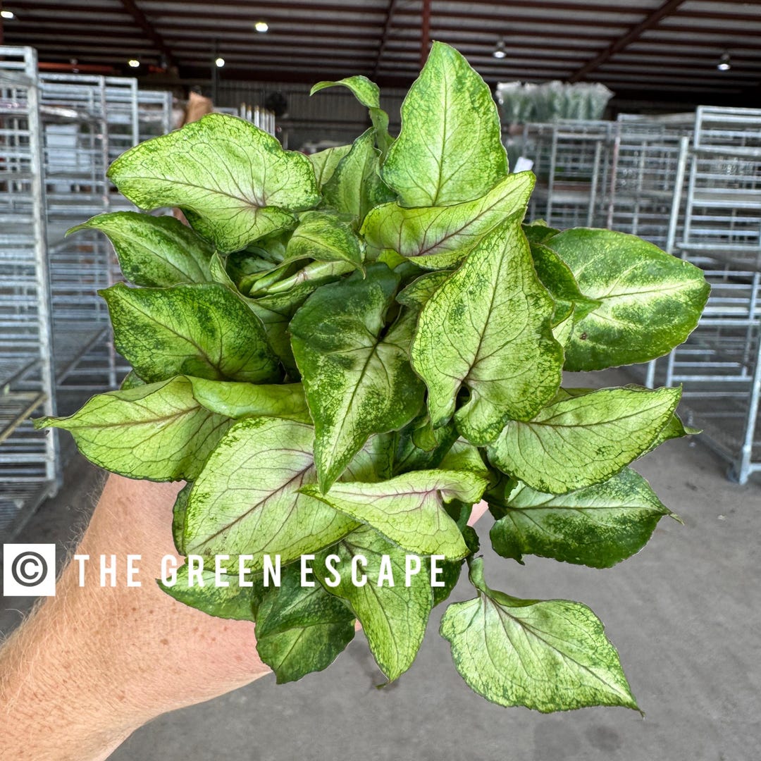 Syngonium Red Yami 3” Pot (ALL PLANTS Require You to Purchase 2 Plants ...