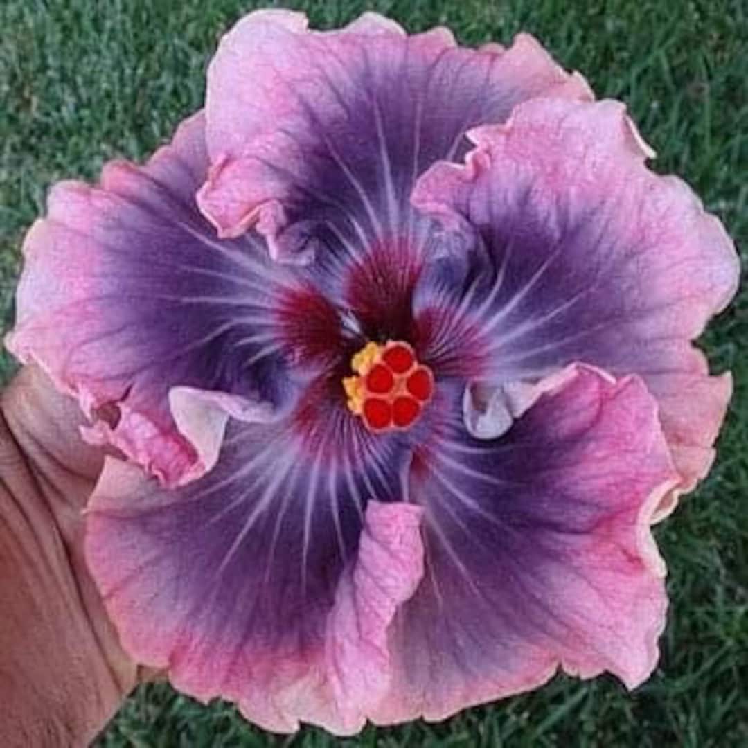 Tahitian Star Queen Nebula Hibiscus Starter Plant (ALL STARTER PLANTS ...