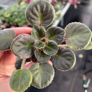 Robs Outer Orbit African Violet Starter Plant (ALL Starter PLANTS ...