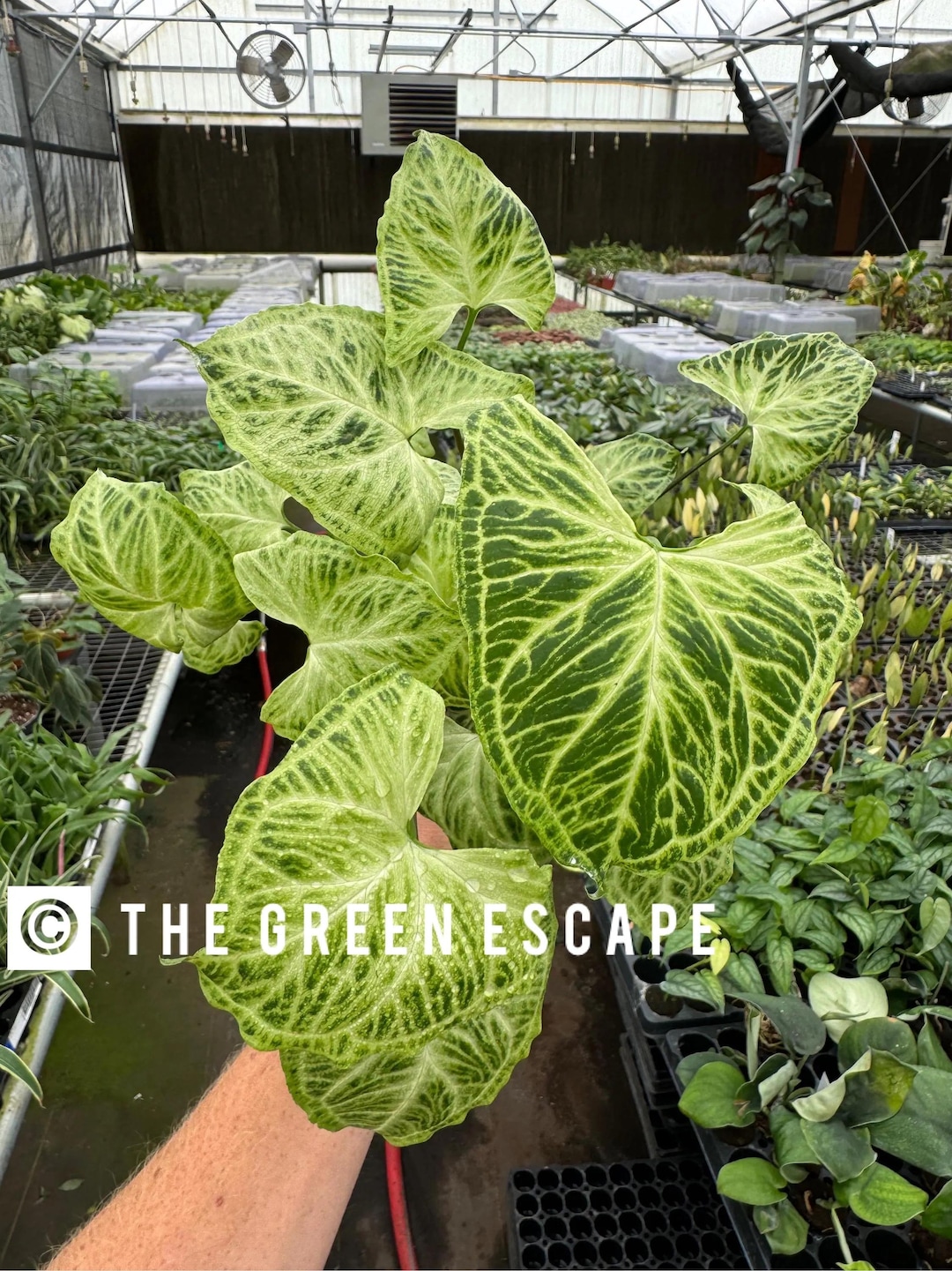 Syngonium Batik Starter Plant (ALL STARTER PLANTS Require You to ...