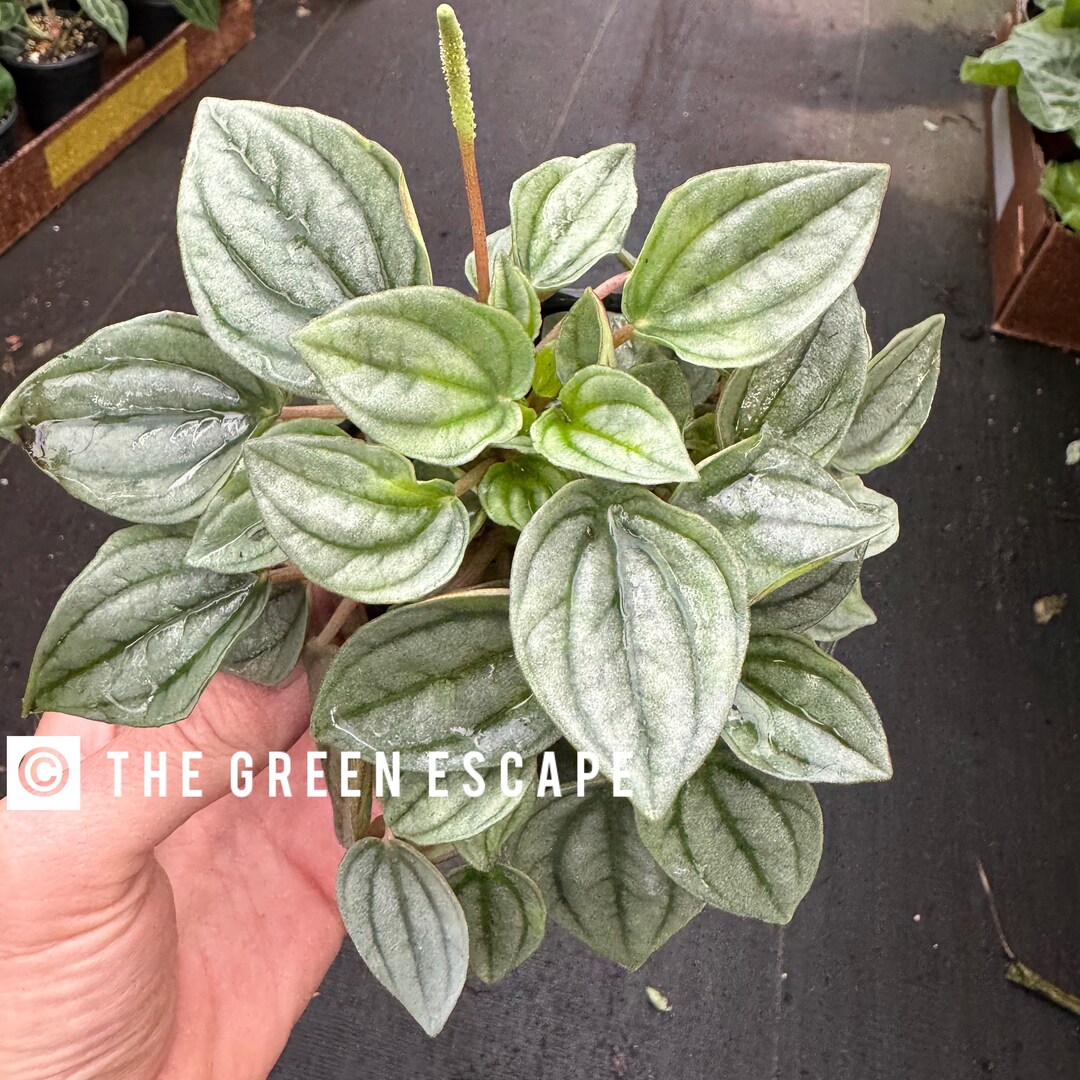 Peperomia Caperata moonlight 4pot ALL PLANTS Require You to Purchase 2 ...