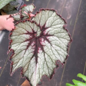 Harmonys Star Light Begonia Starter Plant ALL STARTER PLANTS Require ...
