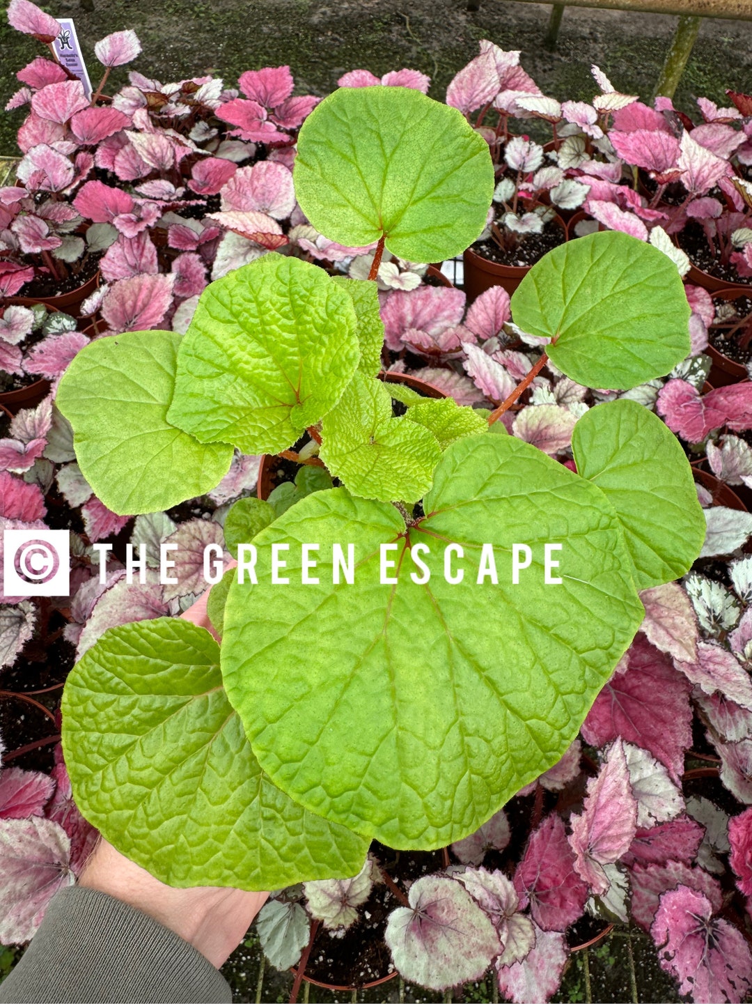 Begonia Paleata 4”pot (ALL PLANTS Require You to Purchase 2 Plants! - Etsy