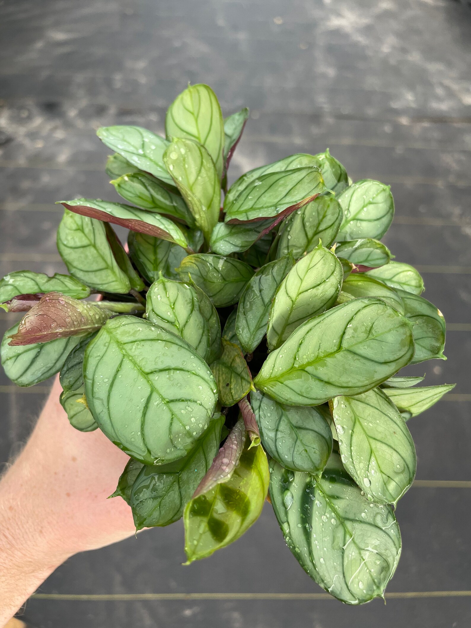 Calathea Burle Marx Amagris 4 Pot ALL PLANTS Require You to - Etsy