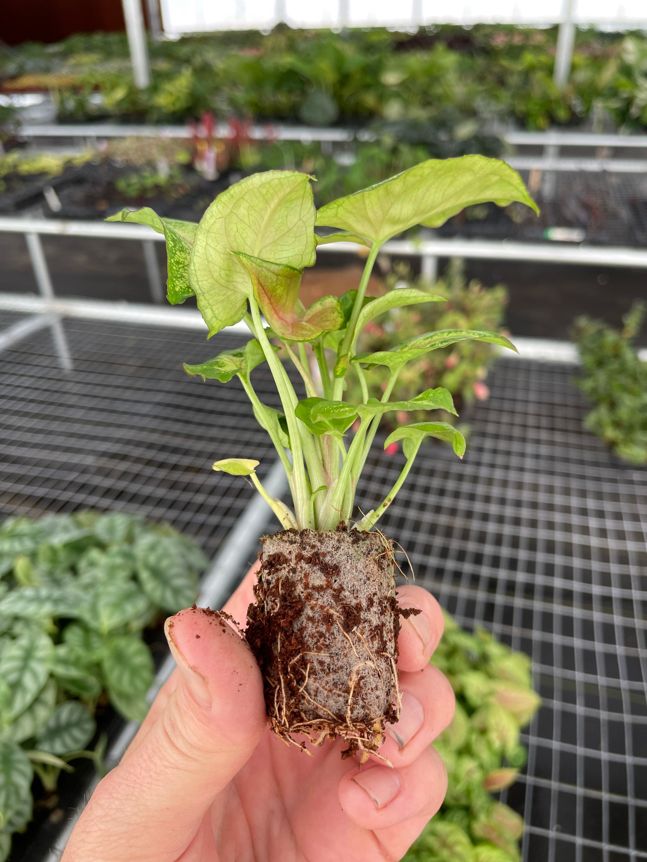 Syngonium Candy Berry Starter Plant (ALL STARTER PLANTS Require You to ...