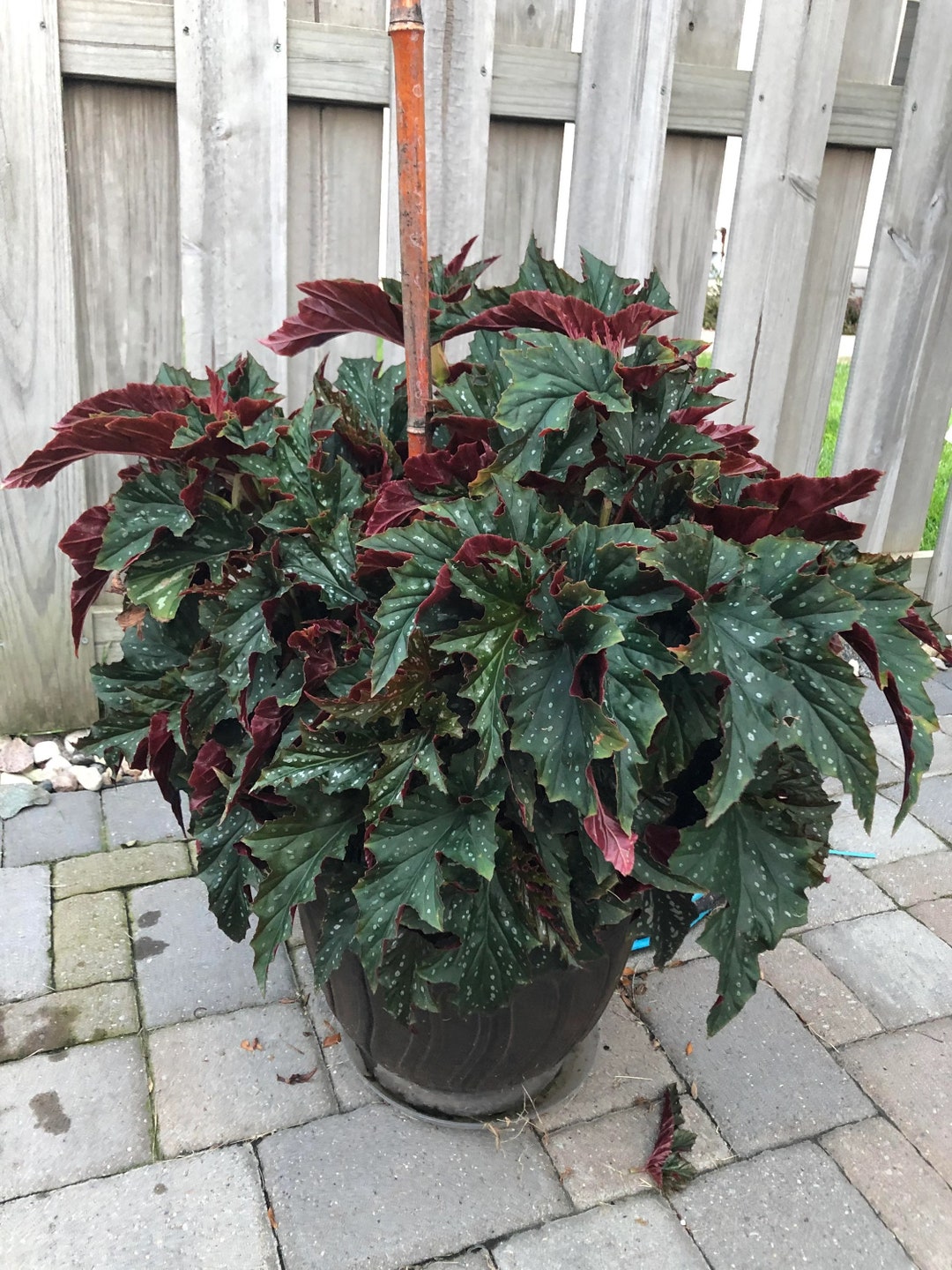 Fannie Moser Begonia Starter Plant ALL STARTER PLANTS Require - Etsy