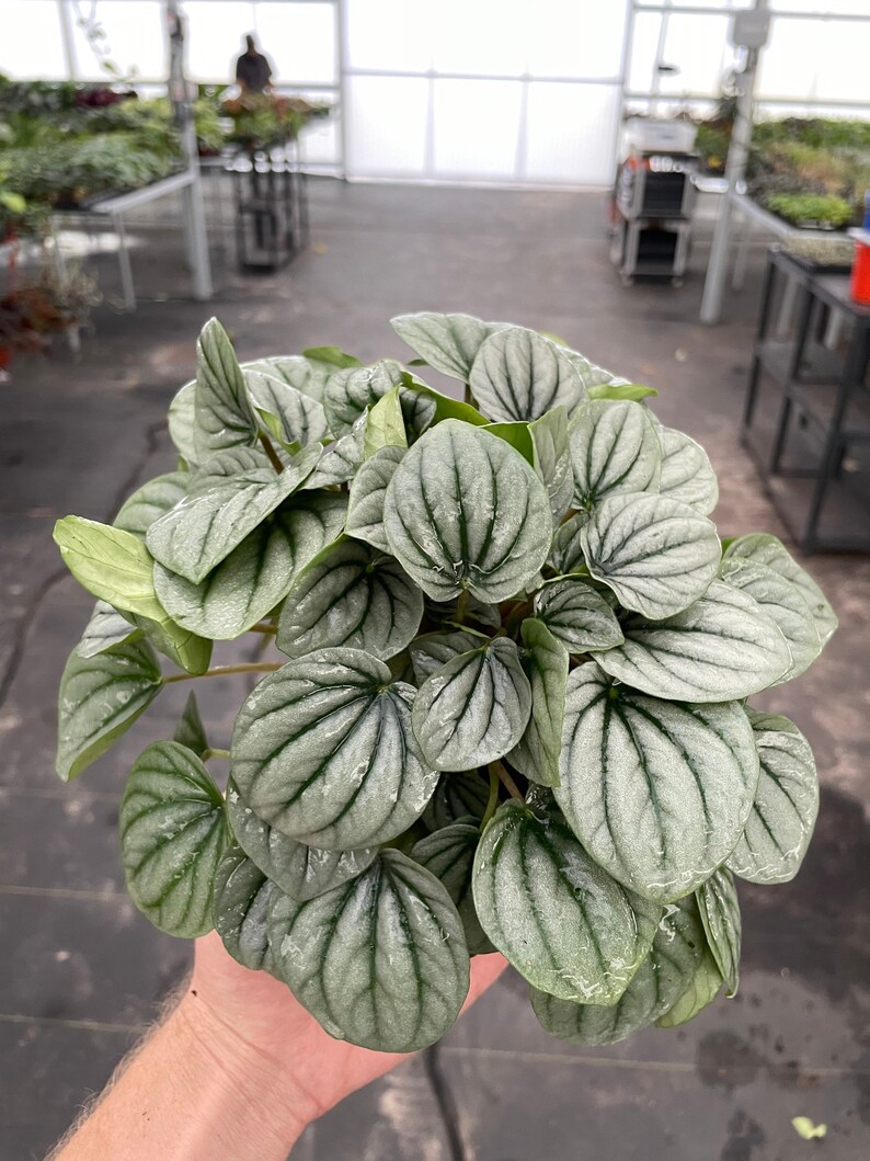 Peperomia Moonlight 4pot ALL PLANTS Require You to Purchase - Etsy