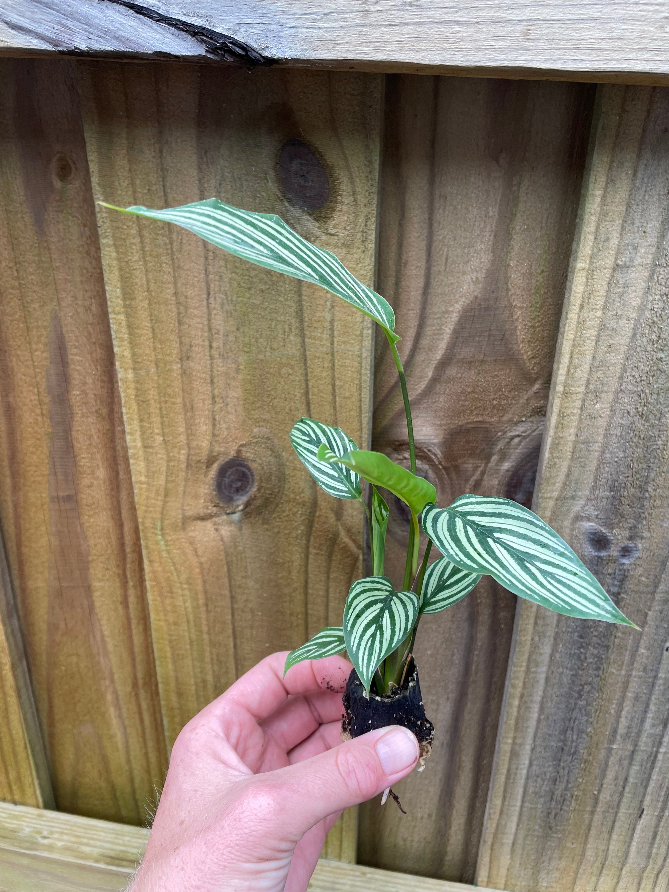Calathea Vittata Starter Plant ALL STARTER PLANTS Require You - Etsy