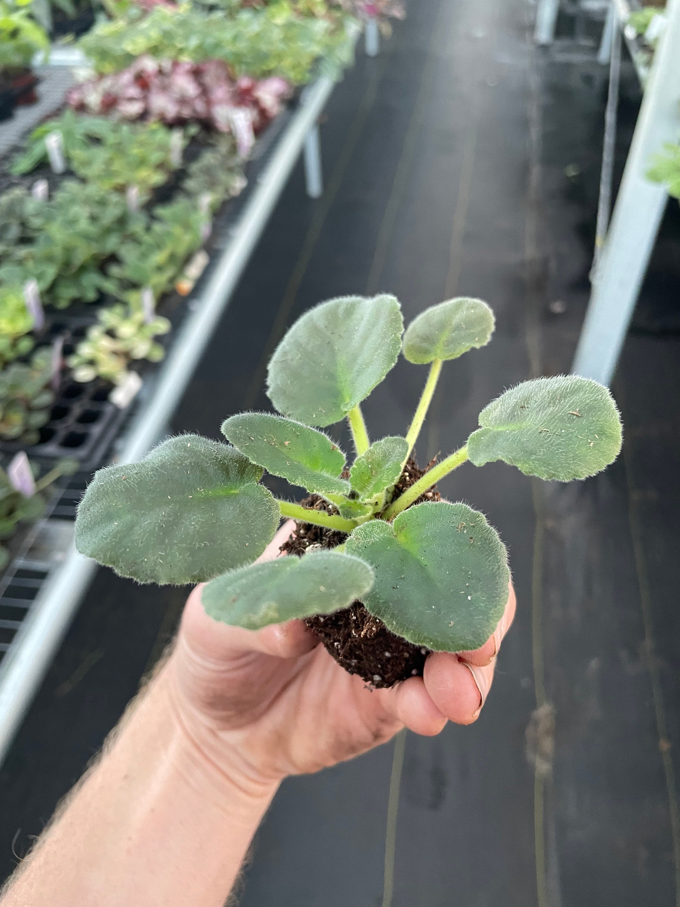 RS Ariel African Violet Starter Plant (ALL Starter PLANTS Require You ...