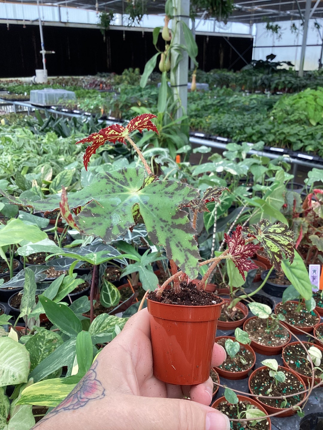 Begonia Geometry 2” Pot (ALL PLANTS Require You to Purchase 2 Plants ...