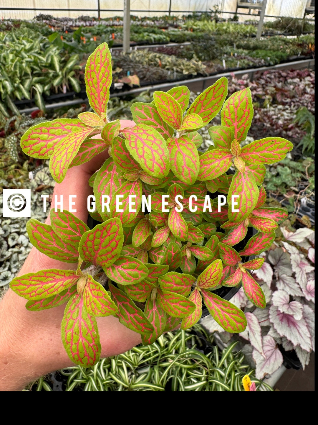 Fittonia Skeleton 4 Pot ALL PLANTS Require You to Purchase 2 Plants - Etsy