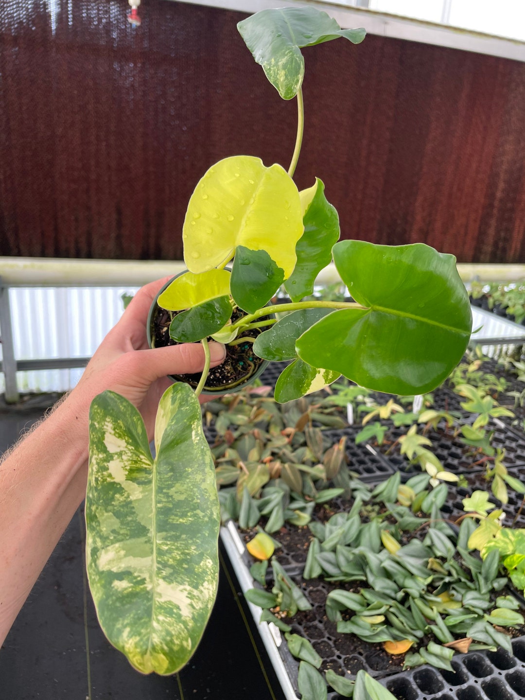 Philodendron Variegated Burle Marx 4 Pot ALL PLANTS Require - Etsy