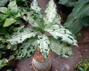 Aglaonema Pictum Tricolor Starter Plant (ALL STARTER PLANTS Require You to Purchase 2 Plants ...