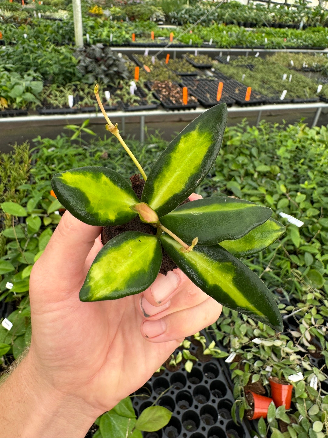 Hoya Ds-70 Variegated Starter Plant (ALL STARTER PLANTS Require You to ...