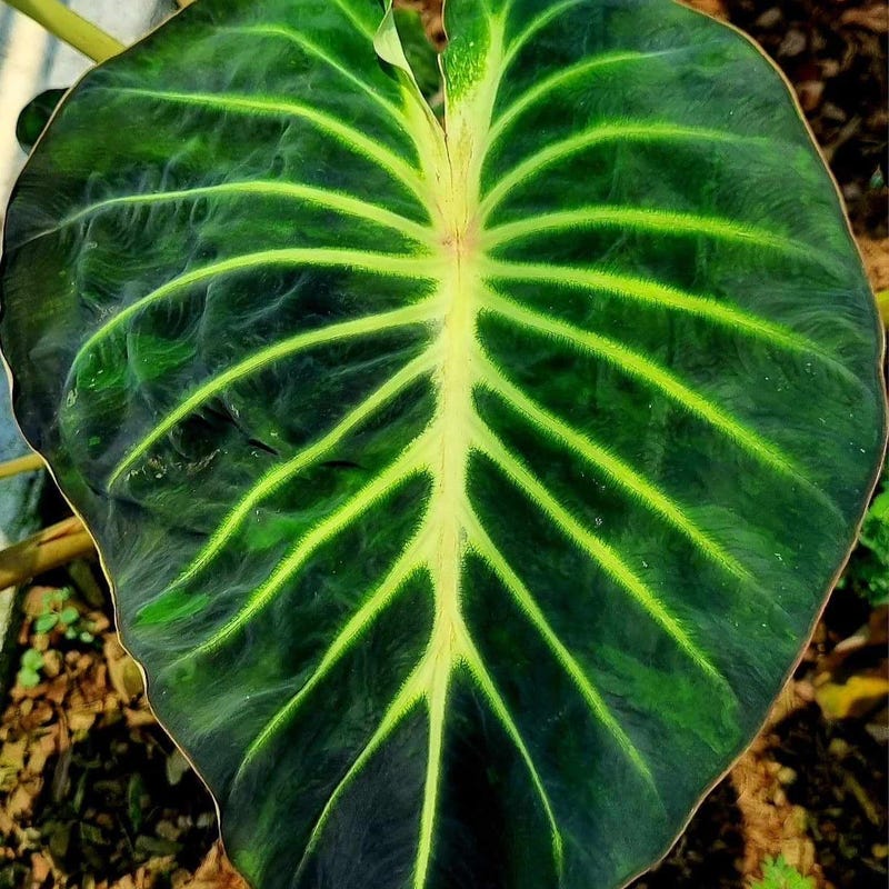 Colocasia Mojito - Etsy