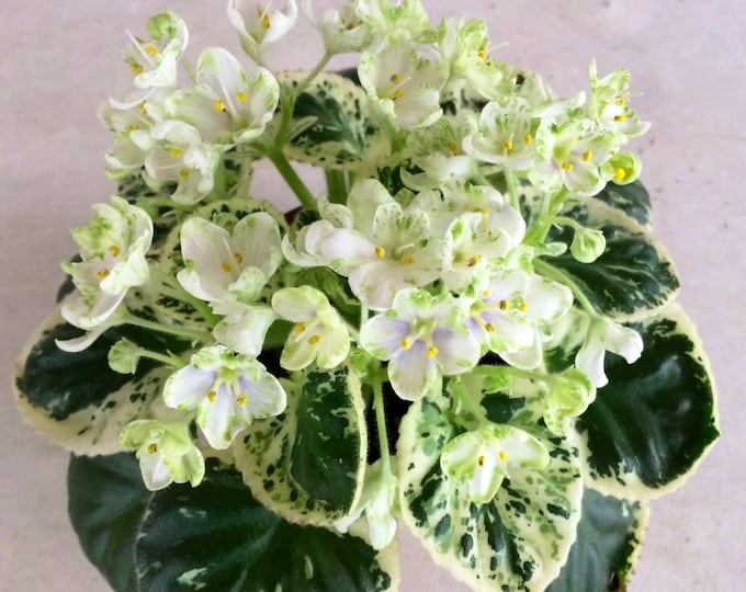 Frozen in Time African Violet Starter Plant (ALL Starter PLANTS Require ...