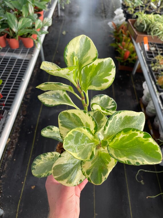 Peperomia Golden Gate 4pot ALL PLANTS Require You to - Etsy
