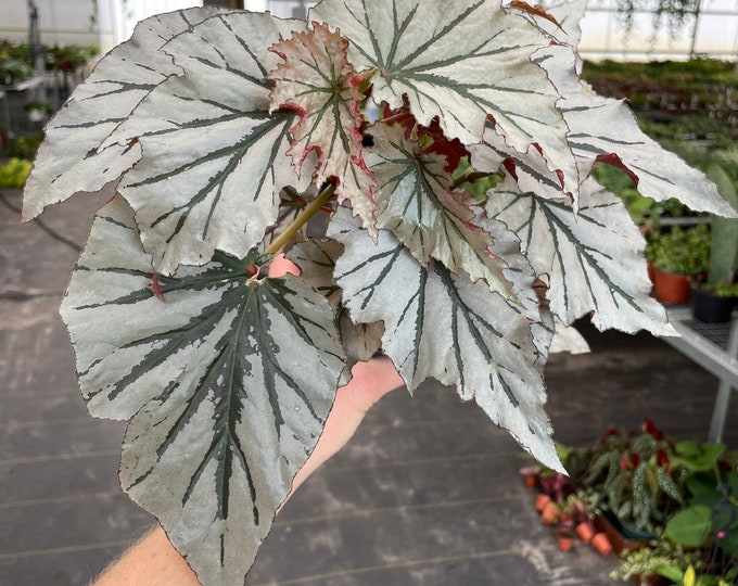 Begonia Looking Glass 4 Pot ALL PLANTS Require You to Purchase 2 Plants - Etsy