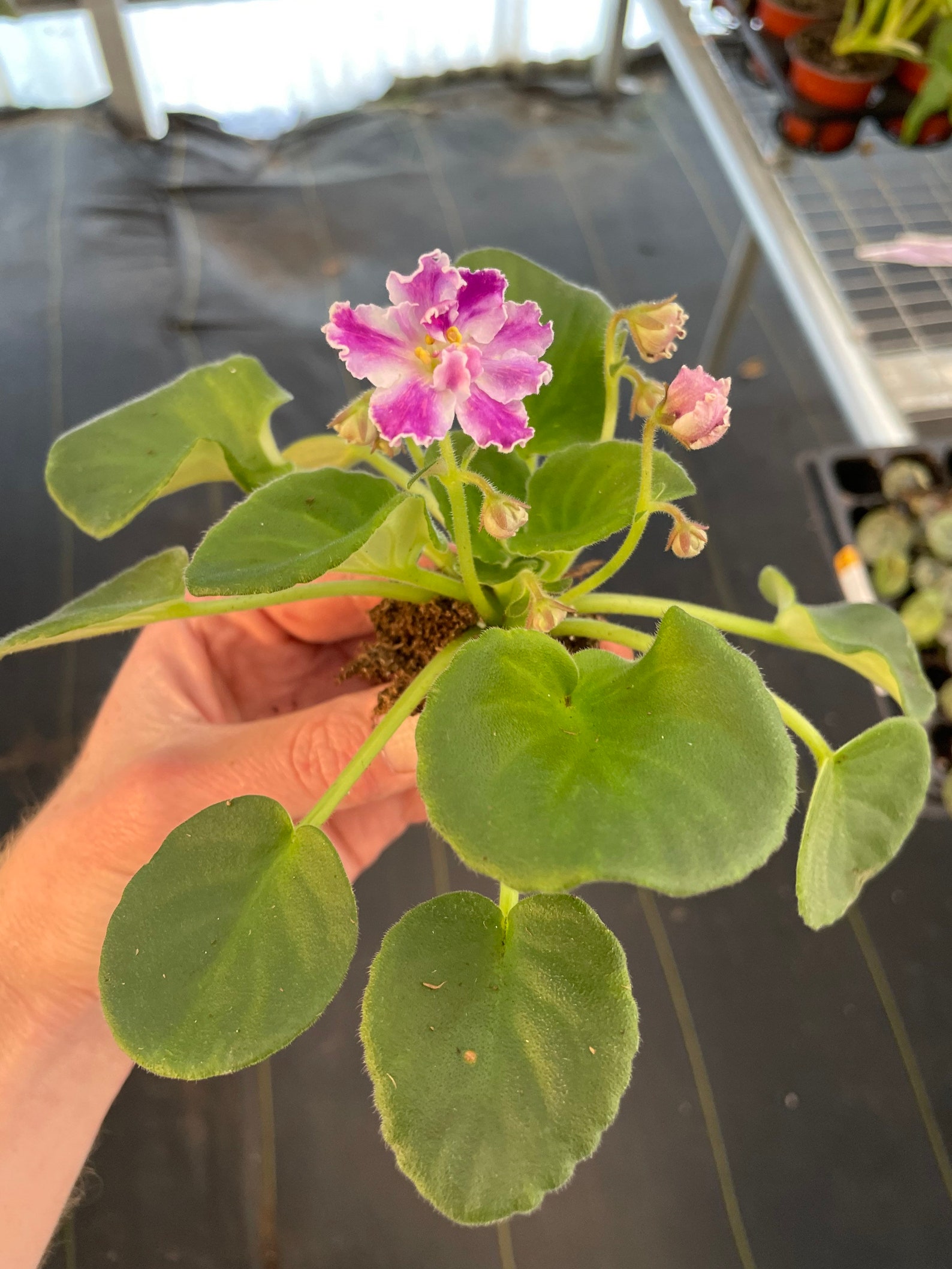 VAT Pulsar African Violet Starter Plant (ALL Starter PLANTS Require You ...