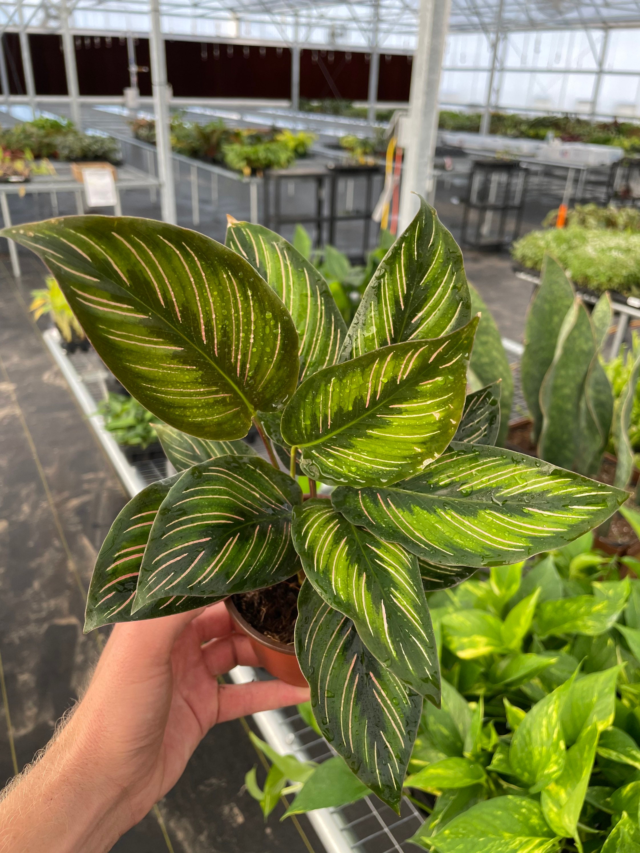 Calathea Beauty Star 4 Pot ALL PLANTS Require You to - Etsy