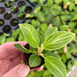 Philodendron Birkin Galaxy Starter Plant (ALL STARTER PLANTS Require ...