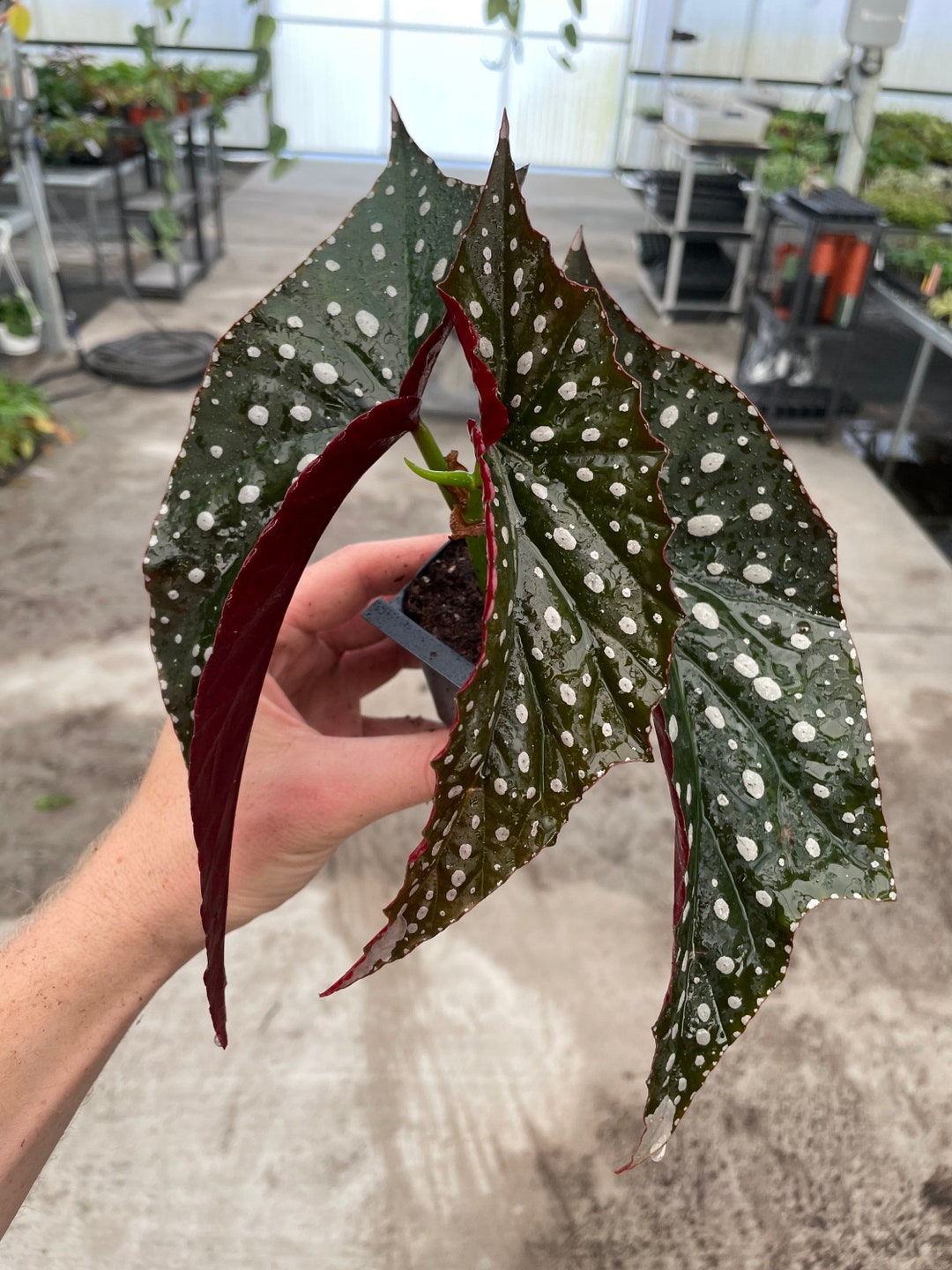 Harmonys Raptor Begonia Starter Plant (ALL STARTER PLANTS Require You ...