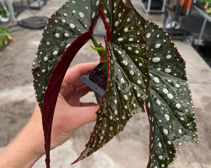 Harmonys Raptor Begonia Starter Plant (ALL STARTER PLANTS Require You ...