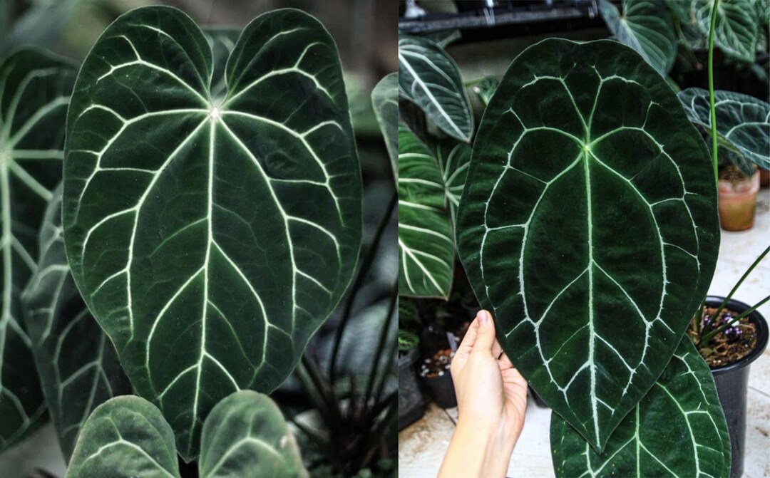 Anthurium Crystallinum X Forgetii Starter Plant (ALL STARTER PLANTS ...