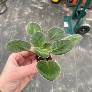 Wranglers Boot Stomping African Violet Starter Plant (ALL PLANTS ...