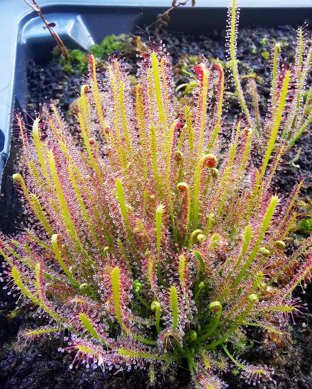 Drosera Capensis Red Starter Plant (ALL STARTER PLANTS Require You to ...