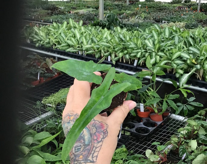 Alocasia Sabrina 2 Pot ALL PLANTS Require You to Purchase 2 Plants - Etsy