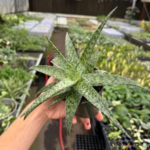 Aloe White Fox 4 Pot ALL PLANTS Require You to Purchase 2 Plants - Etsy