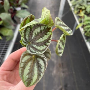 Peperomia Dragon Skin Starter Plant (ALL STARTER PLANTS Require You to ...