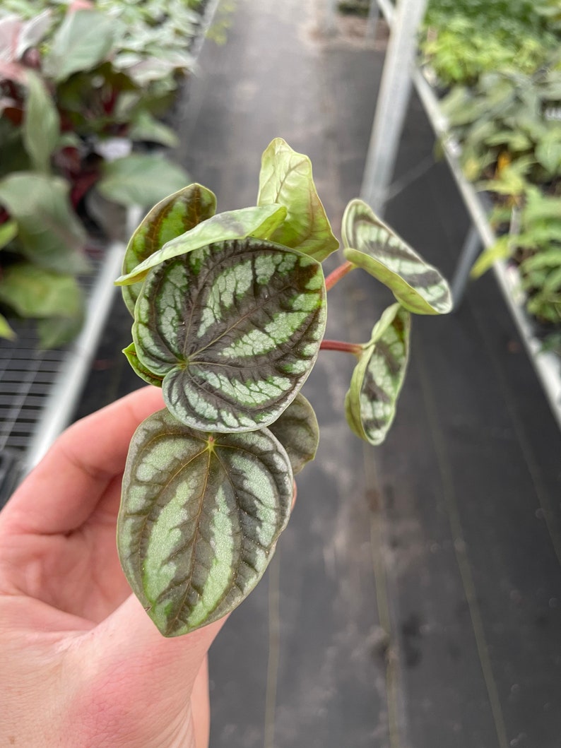 Peperomia Dragon Skin Starter Plant ALL STARTER PLANTS - Etsy