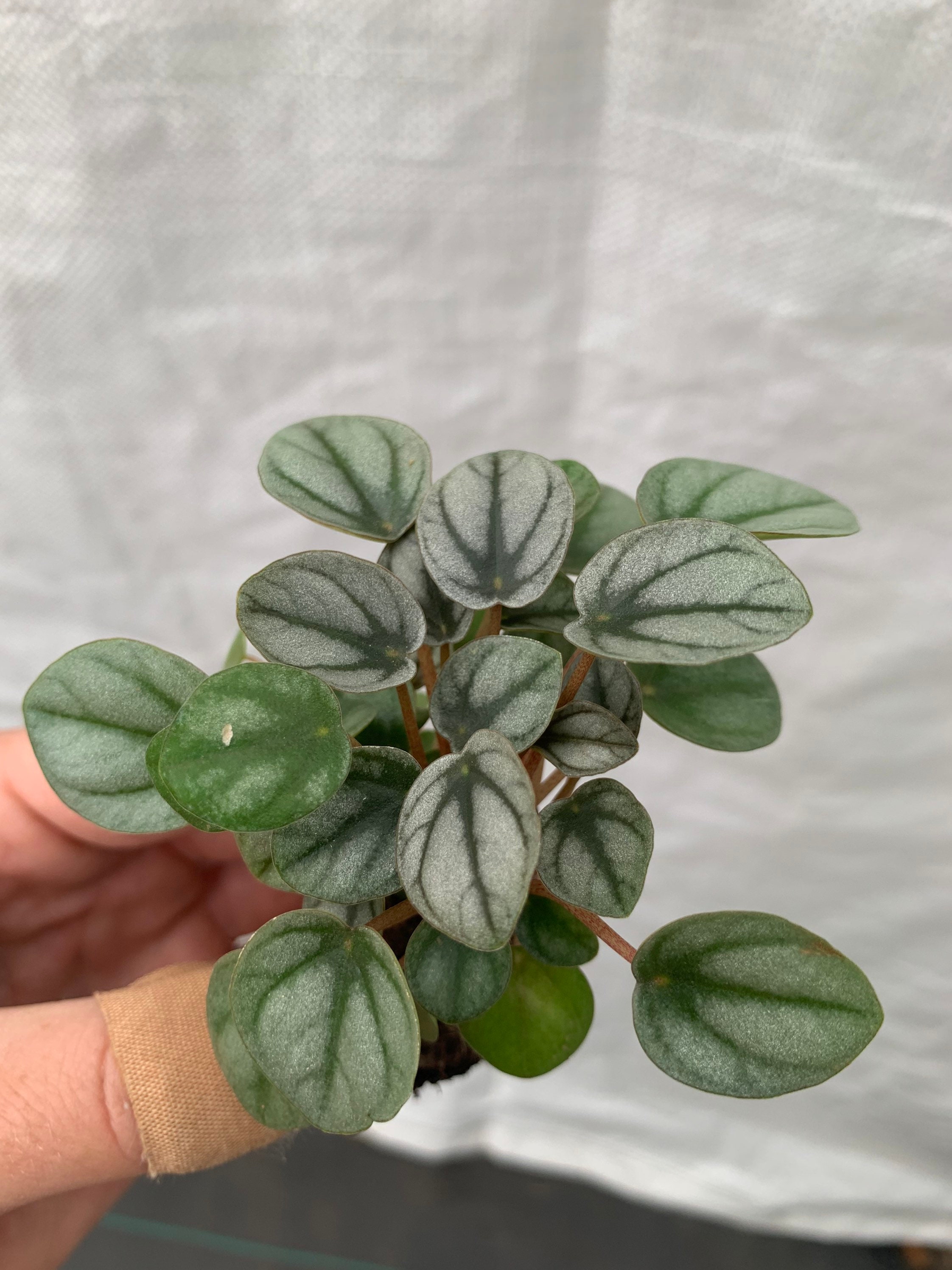 Peperomia Little Toscani Starter Plant (ALL STARTER PLANTS Require You ...