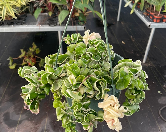 Variegated Hoya Hindu Rope hoya Compacta 8 Hanging Baskets ALL PLANTS ...