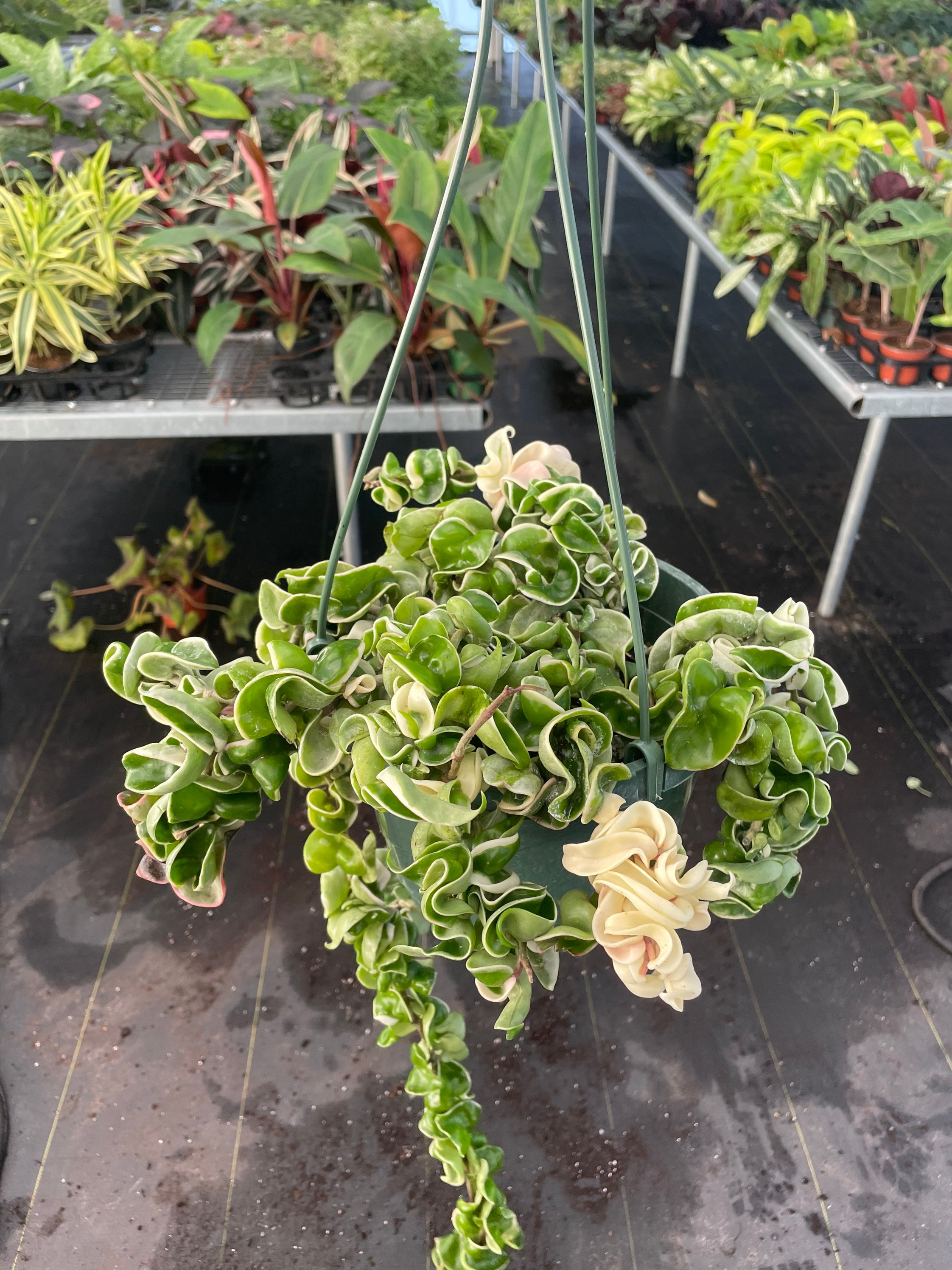 Variegated Hoya Hindu Rope hoya Compacta 8 Hanging Baskets - Etsy