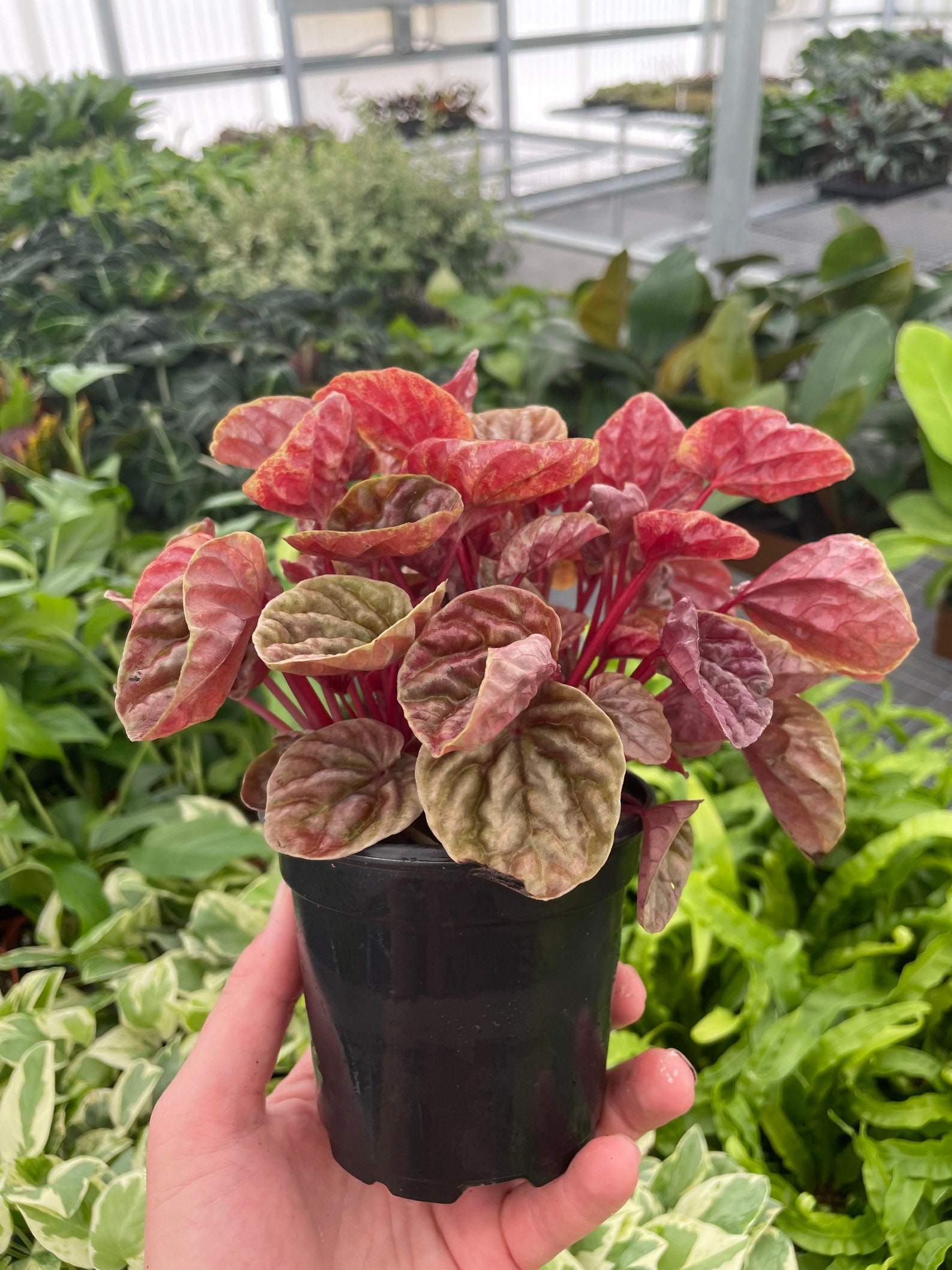 Peperomia Quito 4”pot (ALL PLANTS Require You to Purchase 2 Plants!) - Etsy