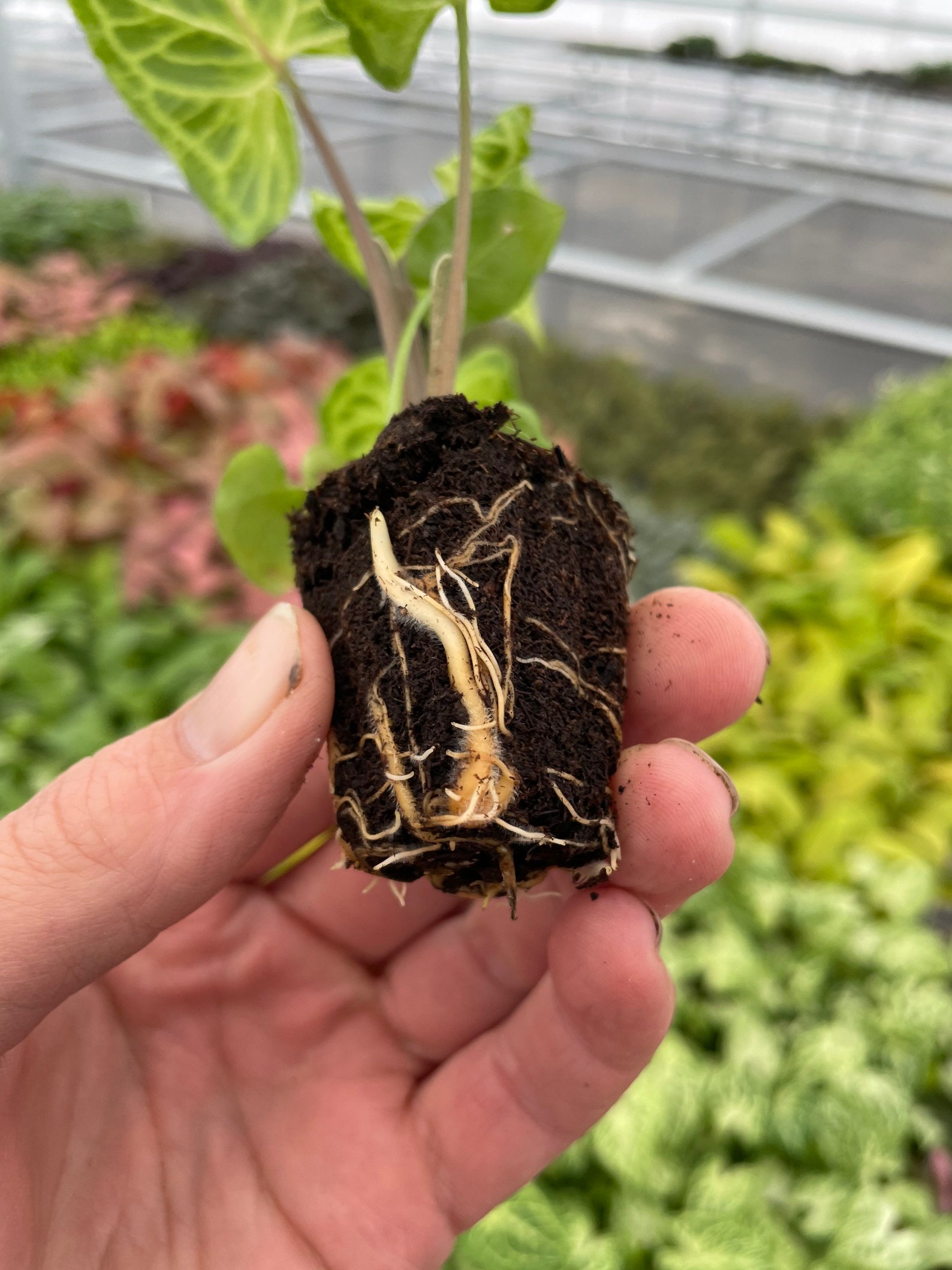 Syngonium Batik Starter Plant ALL STARTER PLANTS Require You - Etsy