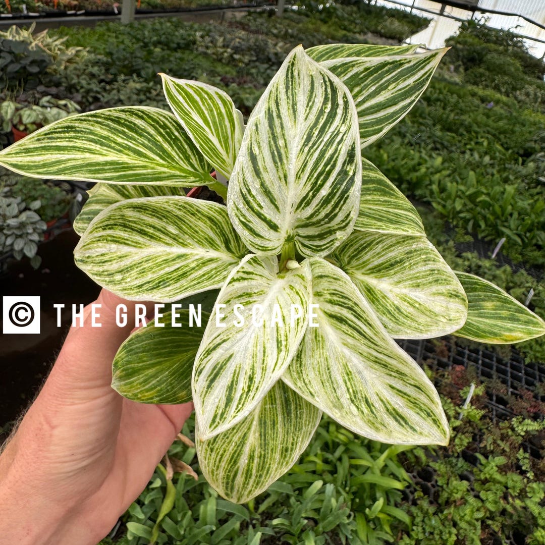 Philodendron Birkin Galaxy 4” Pot (ALL PLANTS Require You to Purchase 2 ...