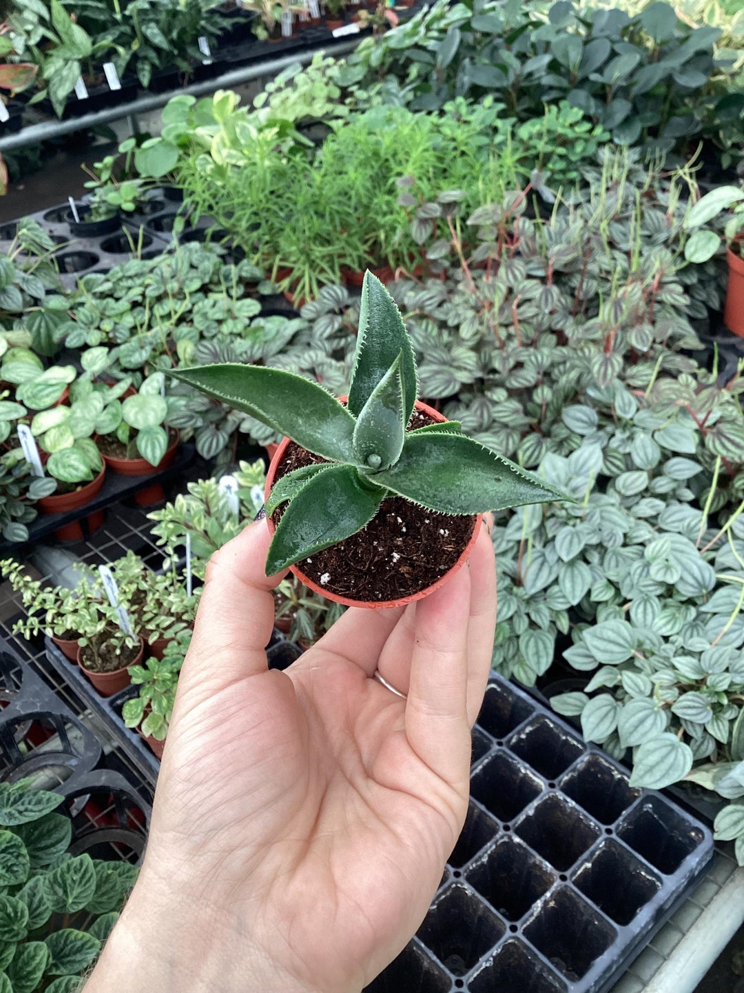 Agave Blue Wave 2 Pot ALL PLANTS Require You to Purchase 2 Plants - Etsy